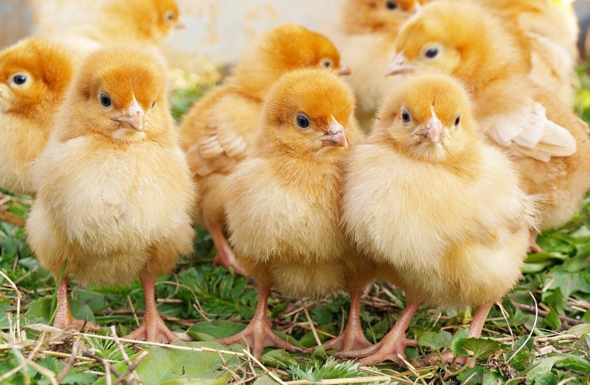 Waterfowl | Freedom Ranger Hatcheries