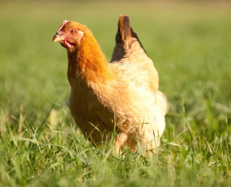 Choosing the Right Chickens to Start Your Flock | Freedom Ranger Hatcheries