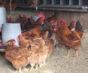 Choosing the Right Chickens to Start Your Flock | Freedom Ranger Hatcheries