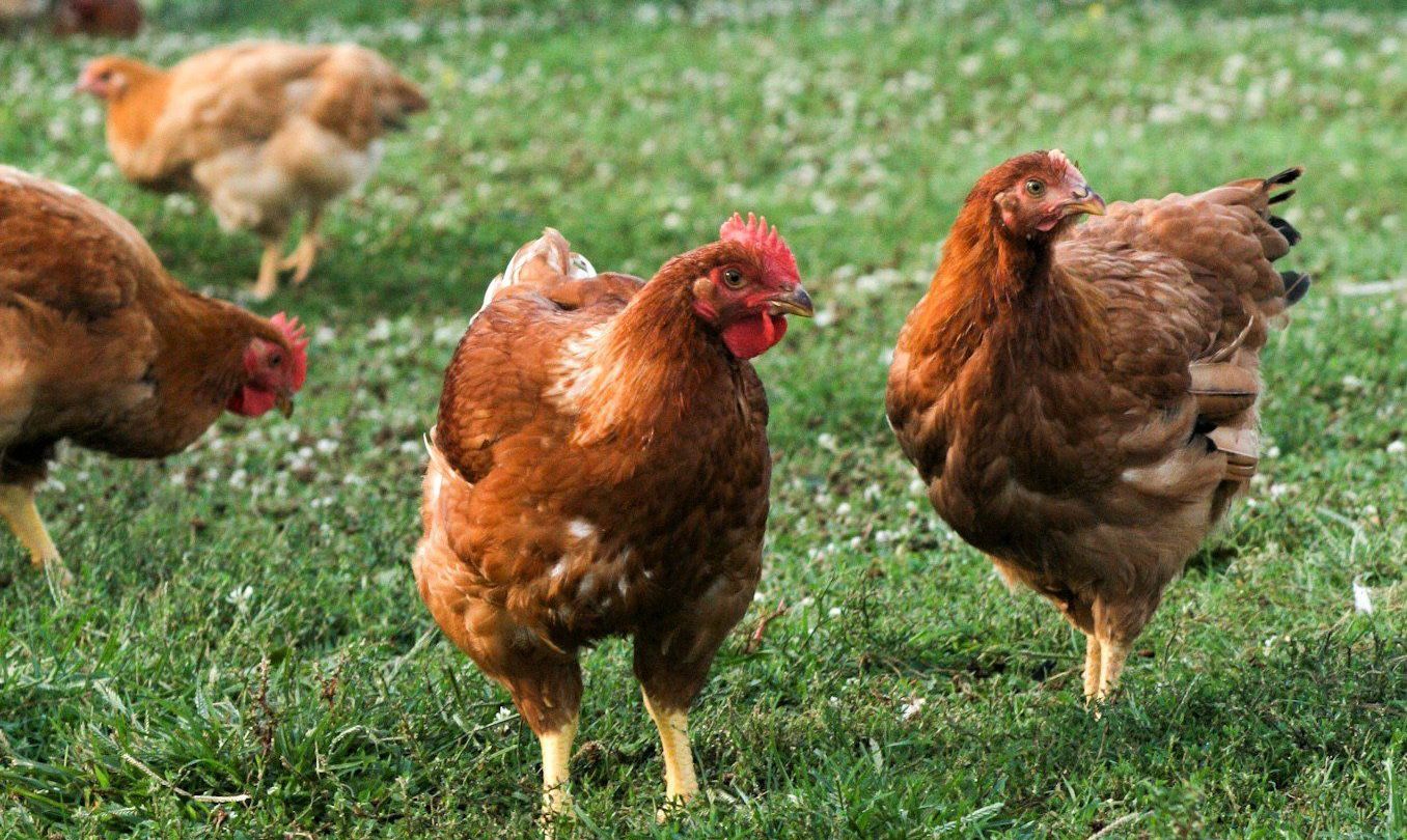 Best Forage for Chickens | Freedom Ranger Hatchery