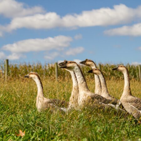 Geese for Sale | Freedom Ranger Hatcheries