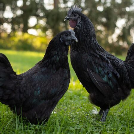 Silkie Chicks for Sale | Freedom Ranger’s Family of Hatcheries