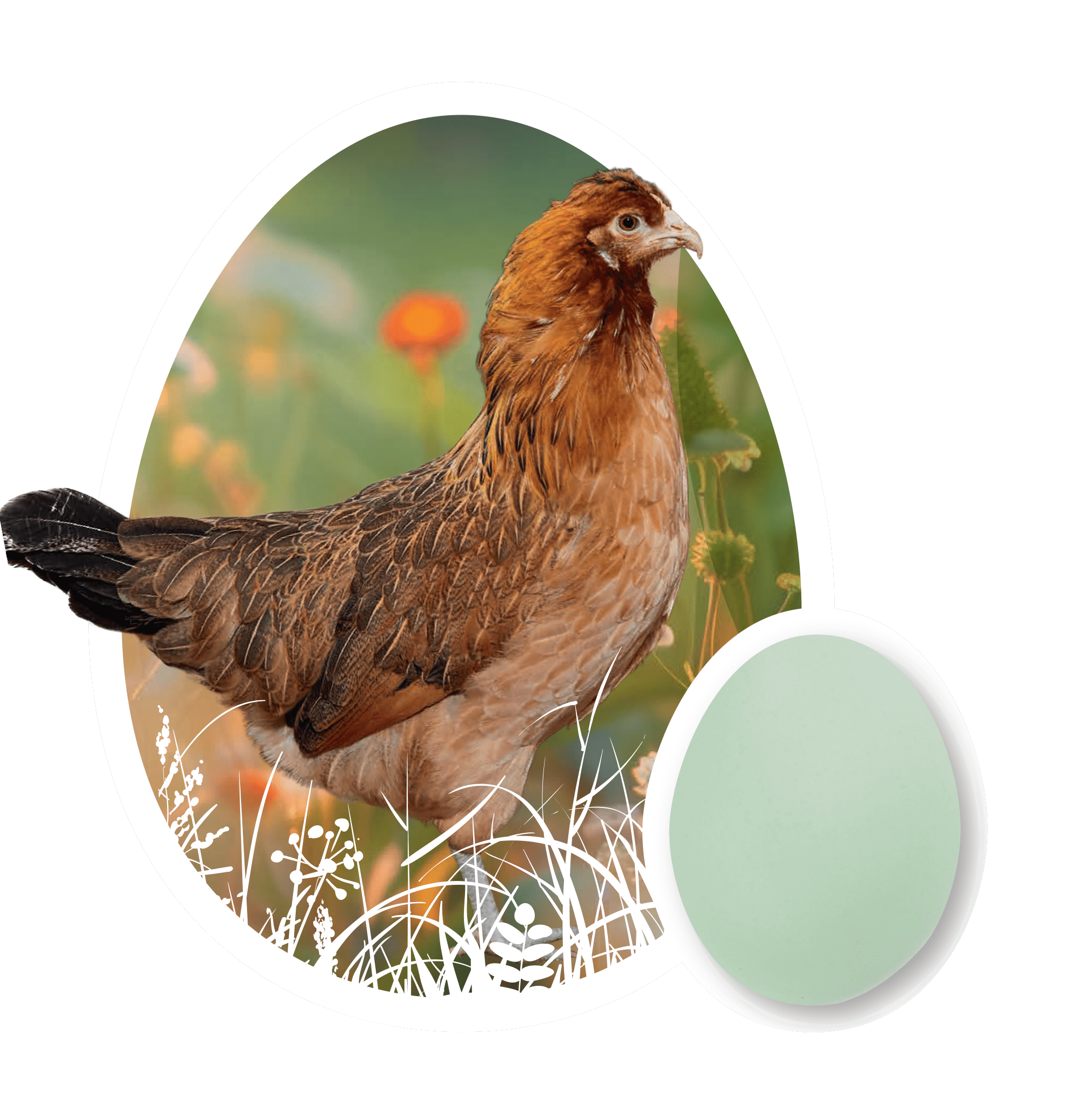 Olive Egger Chicken | Hillside Hatchery | Freedom Ranger Hatchery