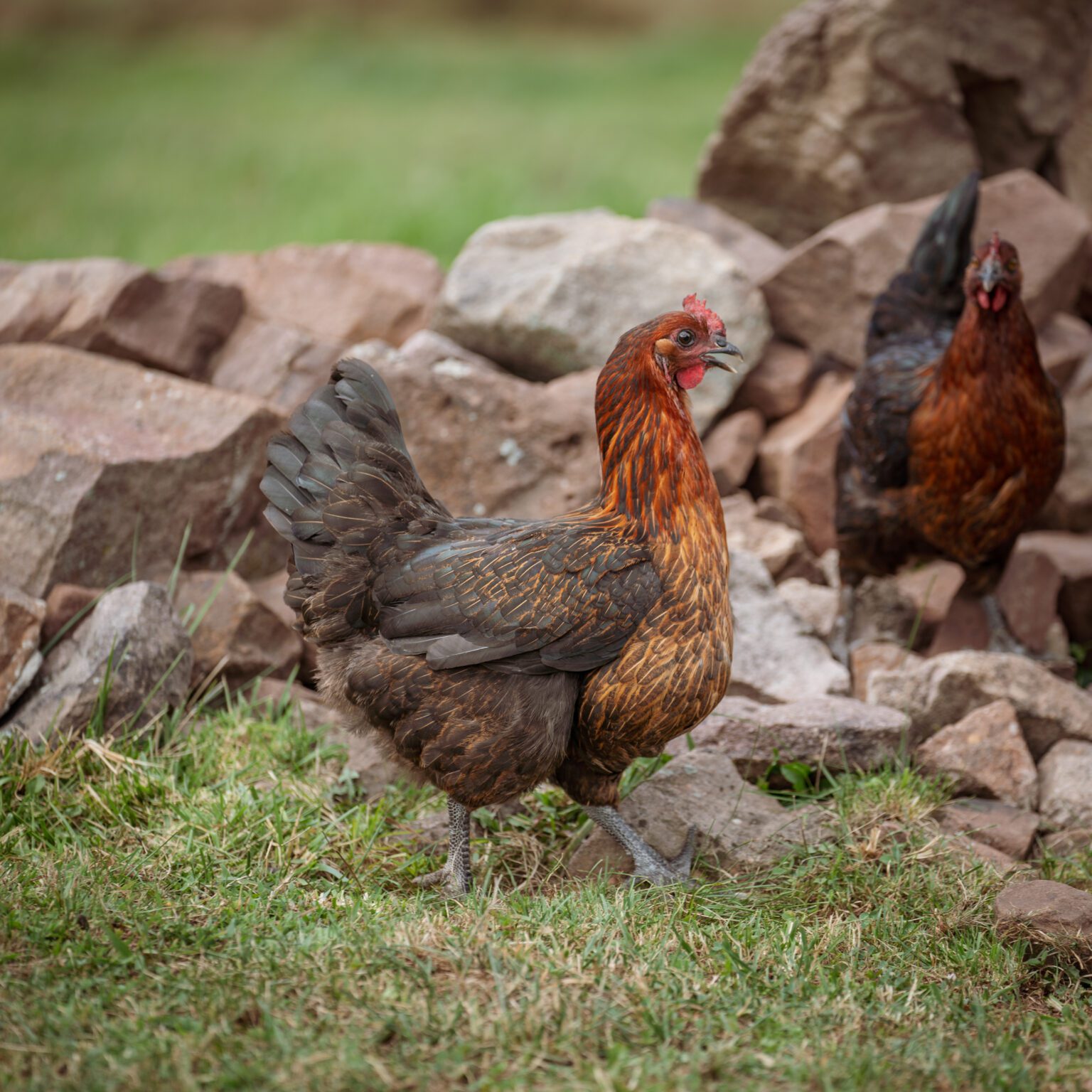 Chocolate Egger | Hillside Hatchery