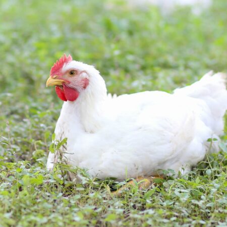 Broiler Chicks for Sale | Freedom Ranger Hatcheries