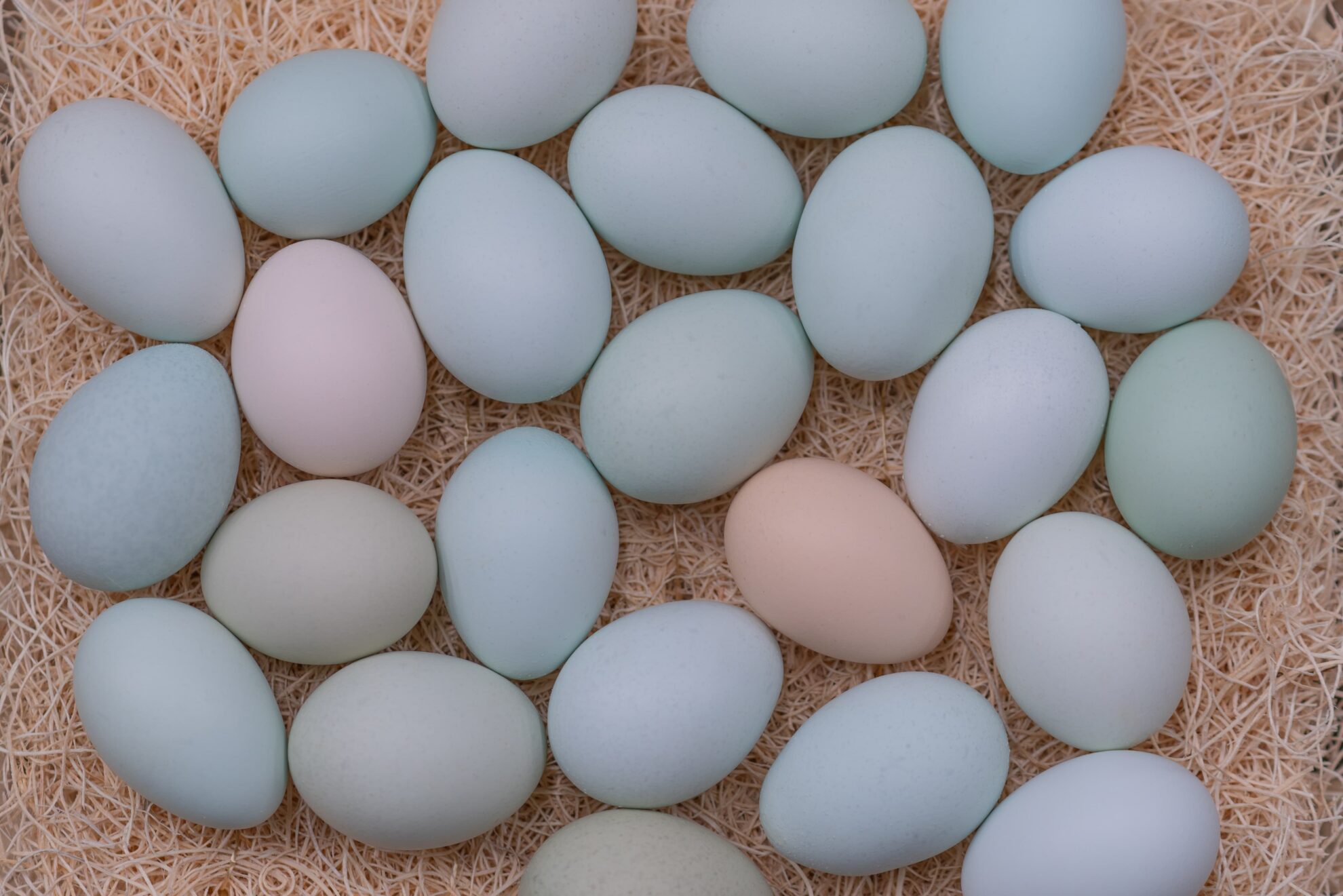 Easter Egger Chickens For Sale | Freedom Ranger Hatcheries