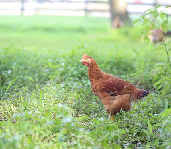 Freedom Ranger Chickens | Broilers | Freedom Ranger Hatcheries