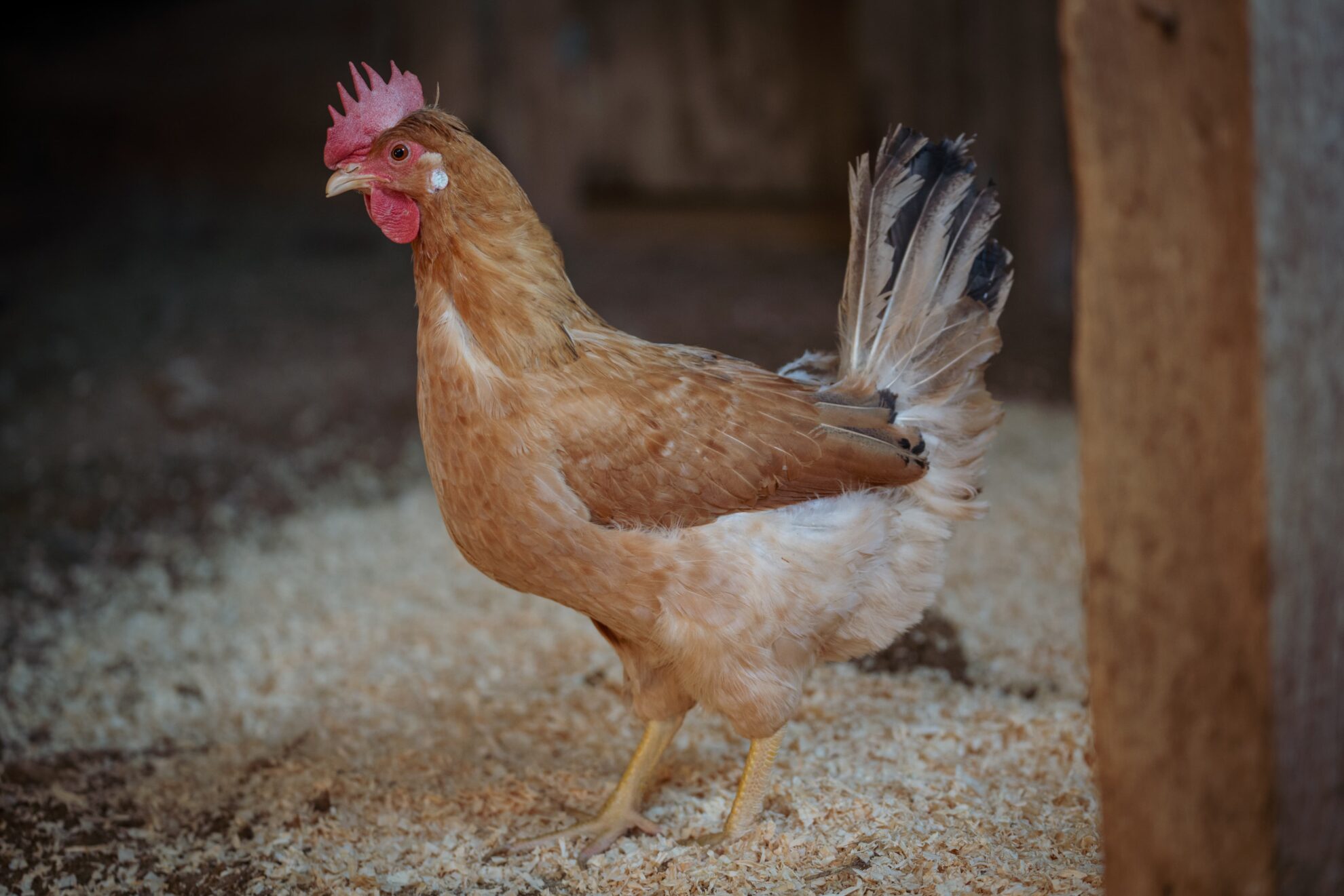 Olive Egger Chicken | Hillside Hatchery | Freedom Ranger Hatchery