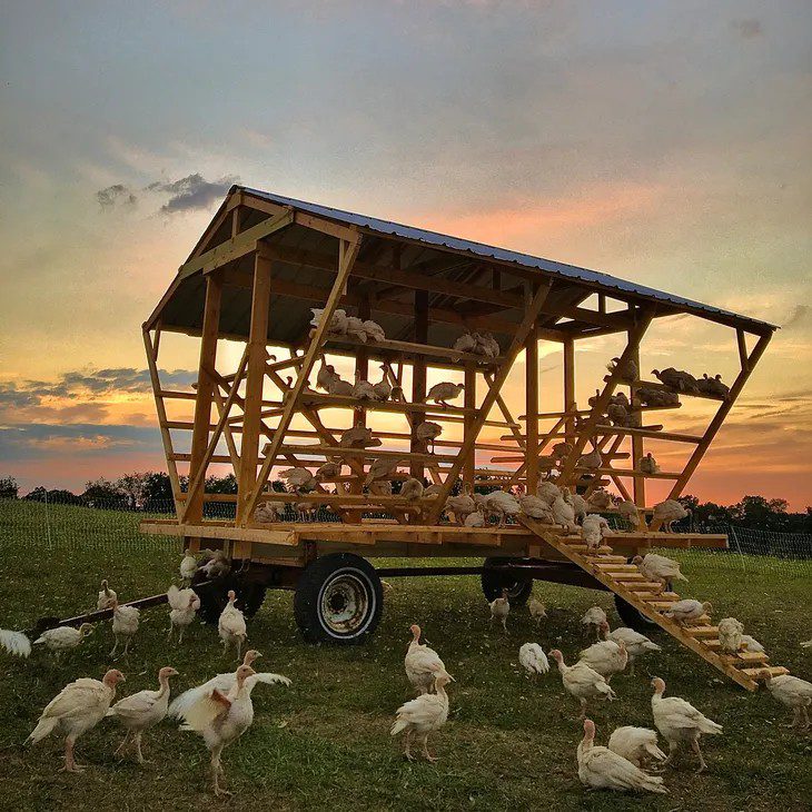 Heavy White Turkey Poults | Freedom Ranger Hatcheries