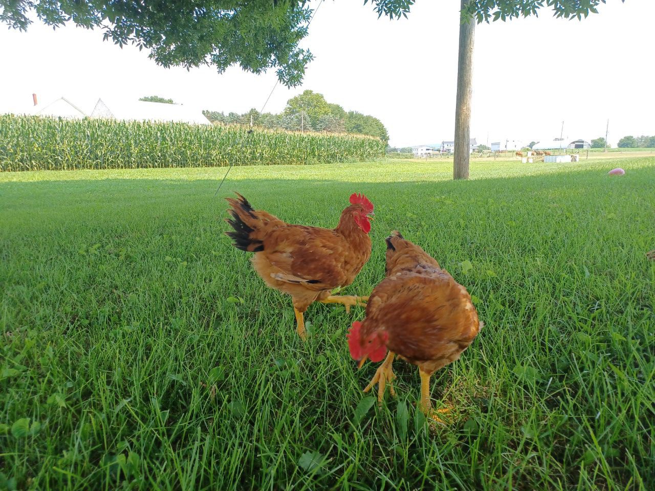 Jackie Chickens | Red Ranger Broiler | Freedom Ranger Hatcheries
