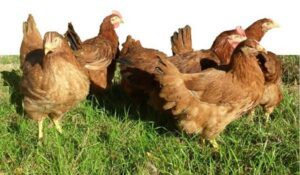 Sagitta Dual Purpose Chickens | Hillside Hatchery