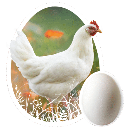 Buy Baby Chicks from Freedom Ranger Hatcheries | Freedom Ranger Hatcheries