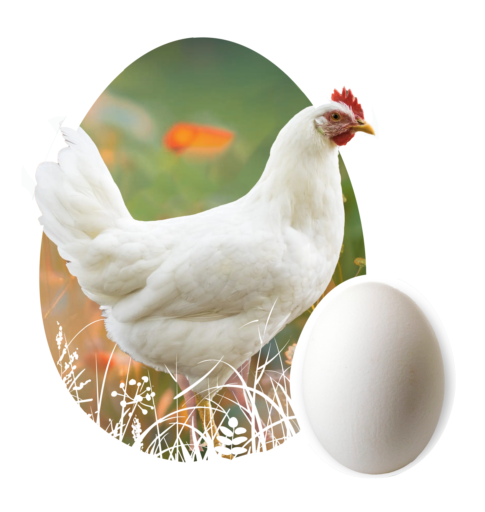 Gallinas Ponedoras Leghorn Blancas Gallinas Ponedoras