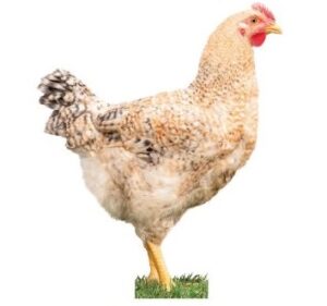 Broiler Chicks for Sale | Freedom Ranger Hatcheries