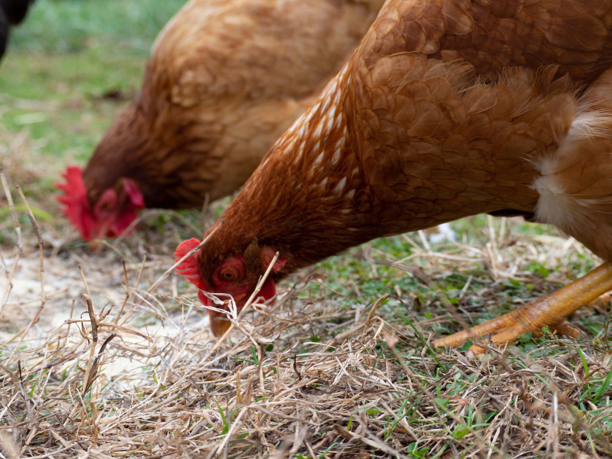 Pasture Raised Chickens | Freedom Ranger Hatchery