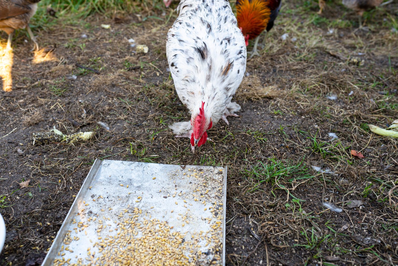 Pasture Raised Chickens | Freedom Ranger Hatchery