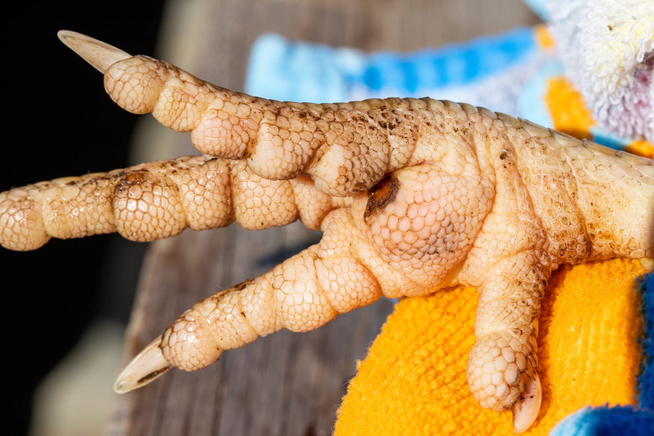 Bumblefoot Chicken | Causes & Treatment | Freedom Ranger Hatchery