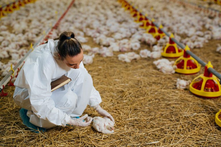 Mycoplasma in Chickens | MG & MS | Freedom Ranger Hatchery