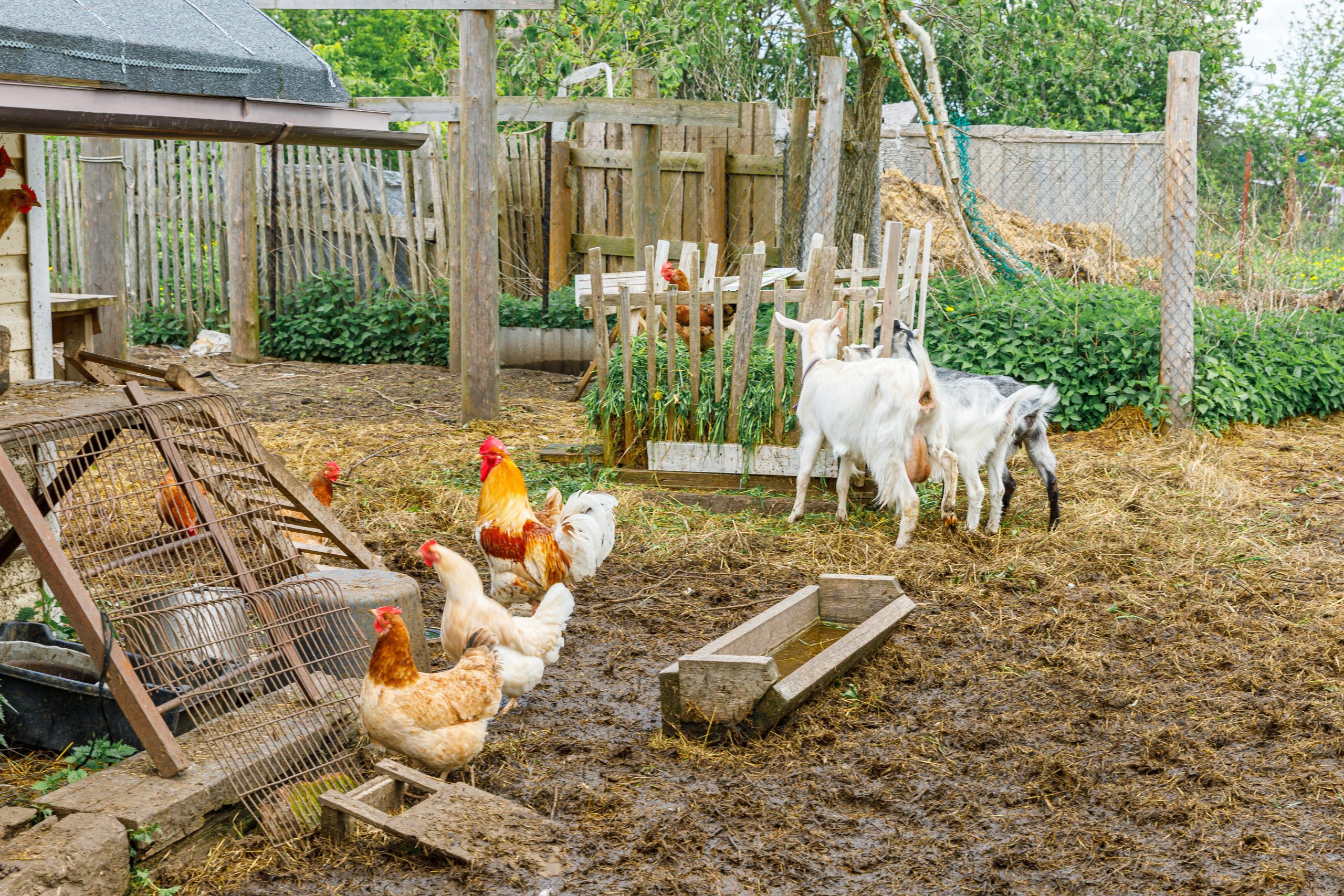 Homestead Chicken Care Guide | Freedom Ranger Hatchery