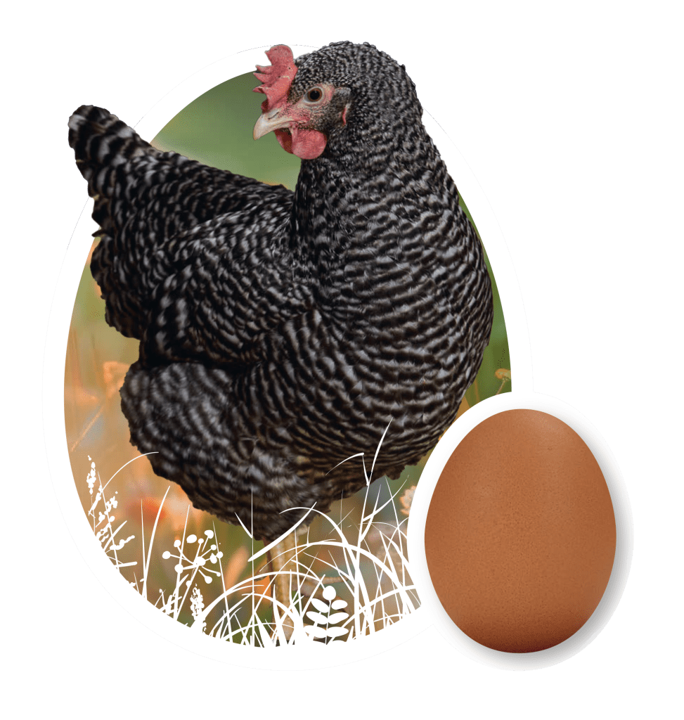 Barred Rock | Freedom Ranger Hatchery