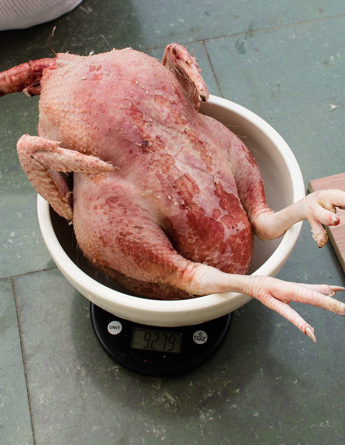 FCR in Poultry | Freedom Ranger Hatchery