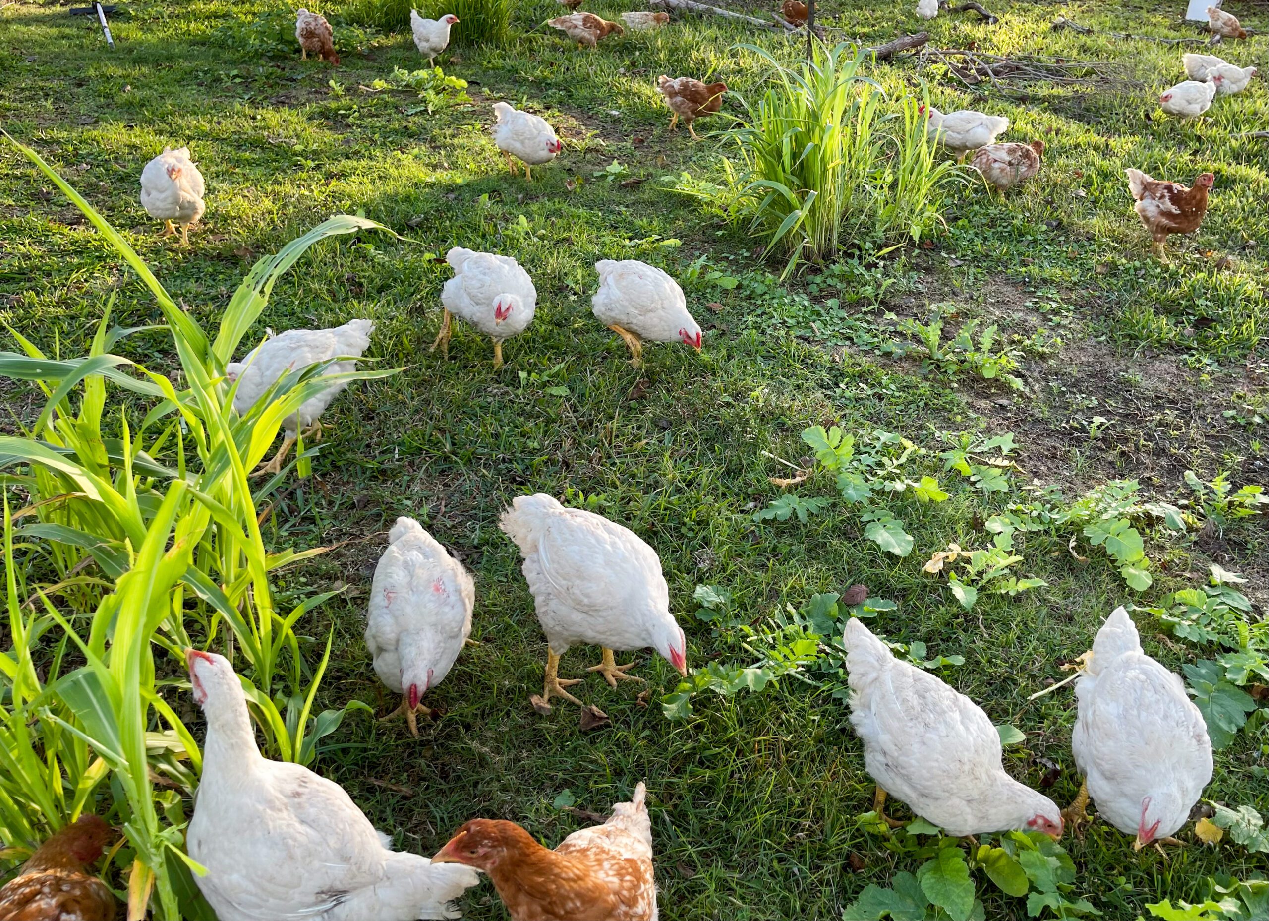 Freedom Ranger vs Cornish Cross Chickens – Choosing the Right Meat Bird
