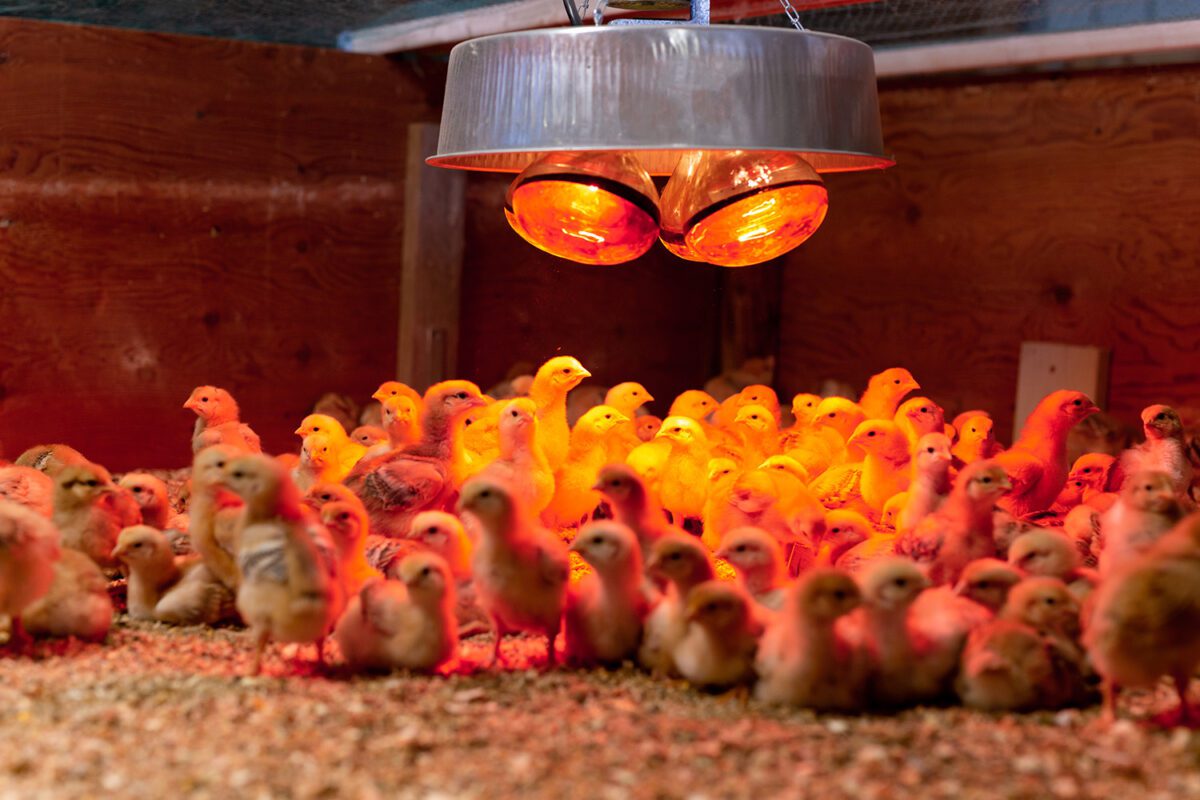 Kosher King Chickens | King Chickens | Freedom Ranger Hatcheries