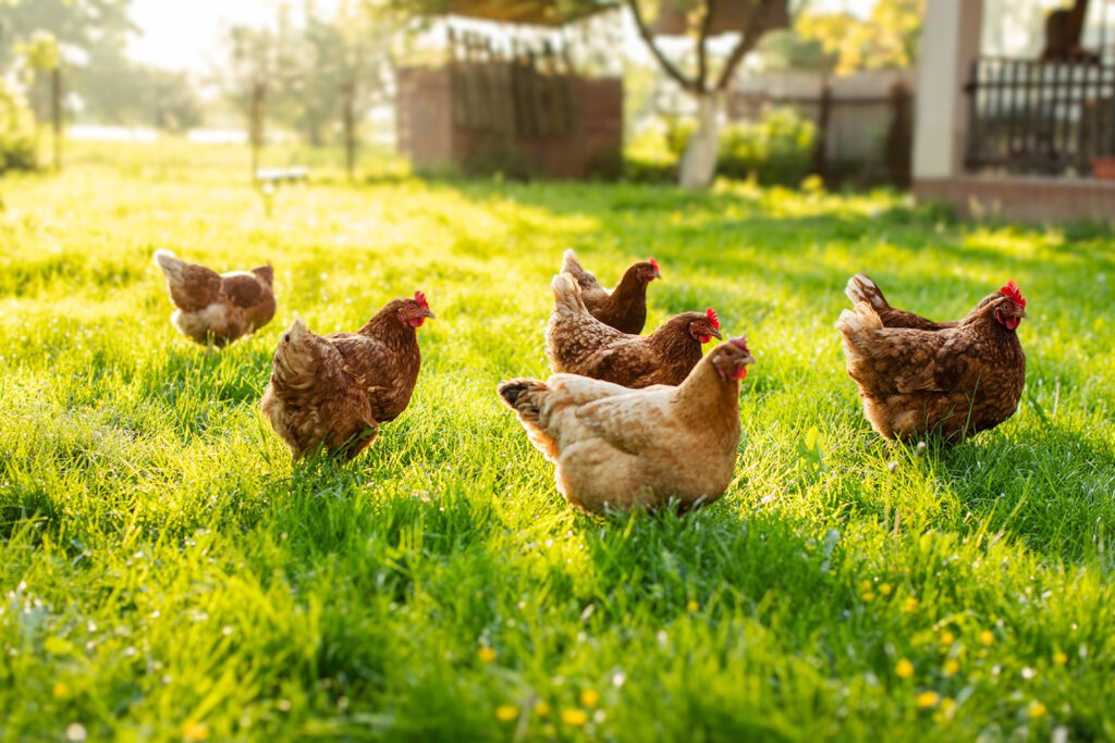FCR in Poultry | Freedom Ranger Hatchery